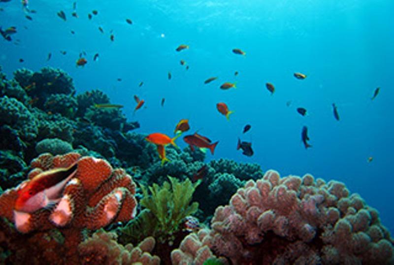 Biodiversity Month: Coral reefs are among the planet's most biodiverse ...