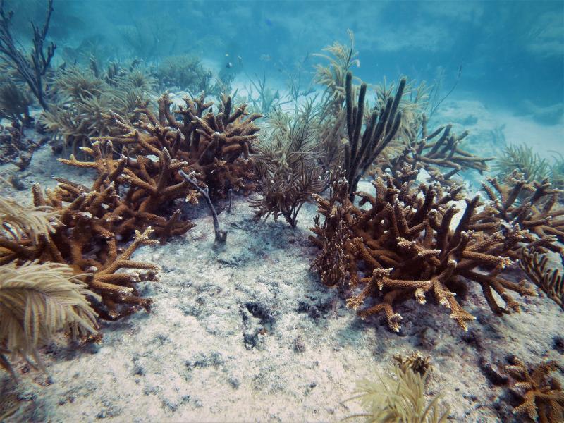 Restored staghorn coral (Acropora cervicornis) at Looe Key reef in the ...