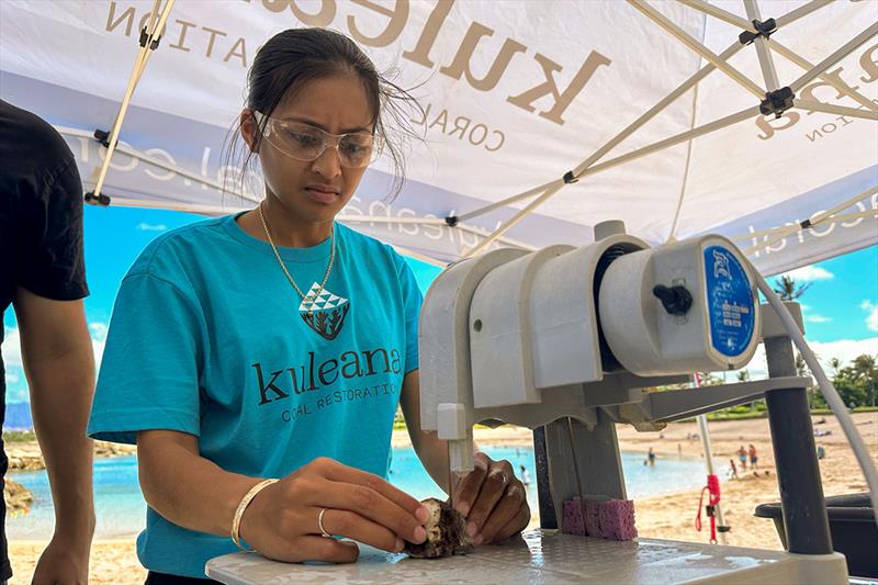 COAST participant Aaliya Weilbacher using a bandsaw to fragment coral ...