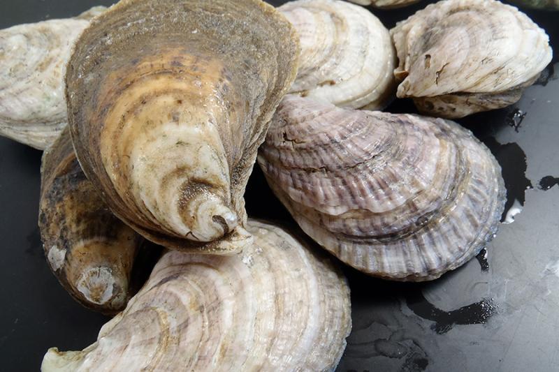 A new global study shows that shellfish and seaweed aquaculture provide ...