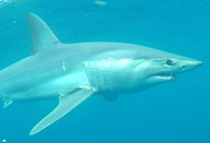 A sleek mako from Angus