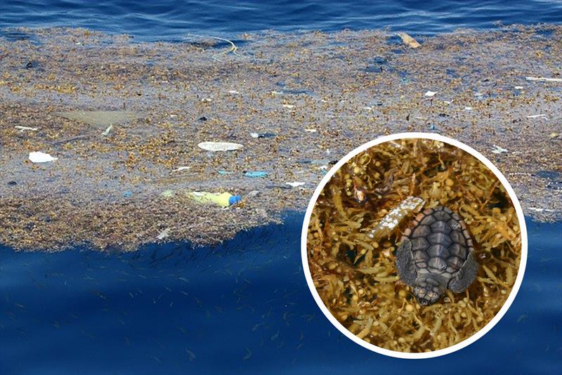 A young sea turtle swims in marine debris and sargassum seaweed