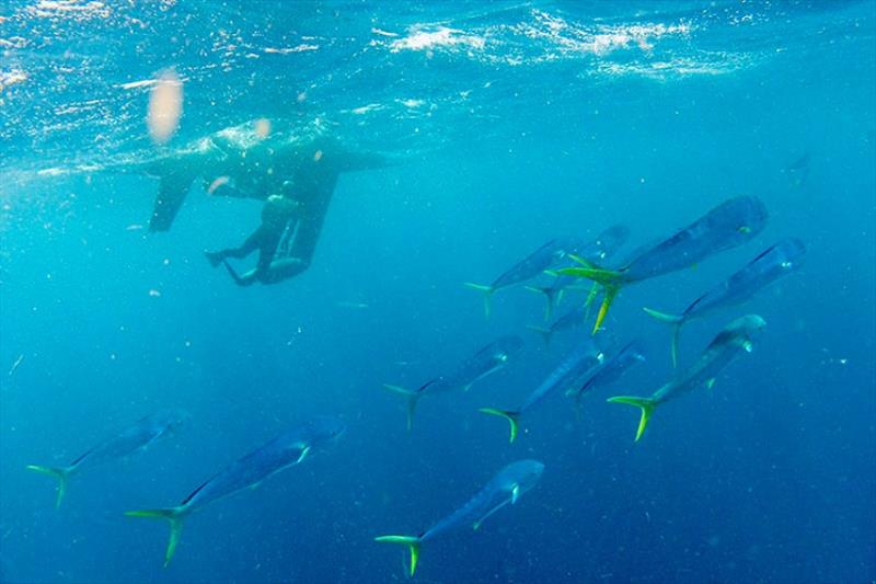 Underwater School Of Mahi Mahi
