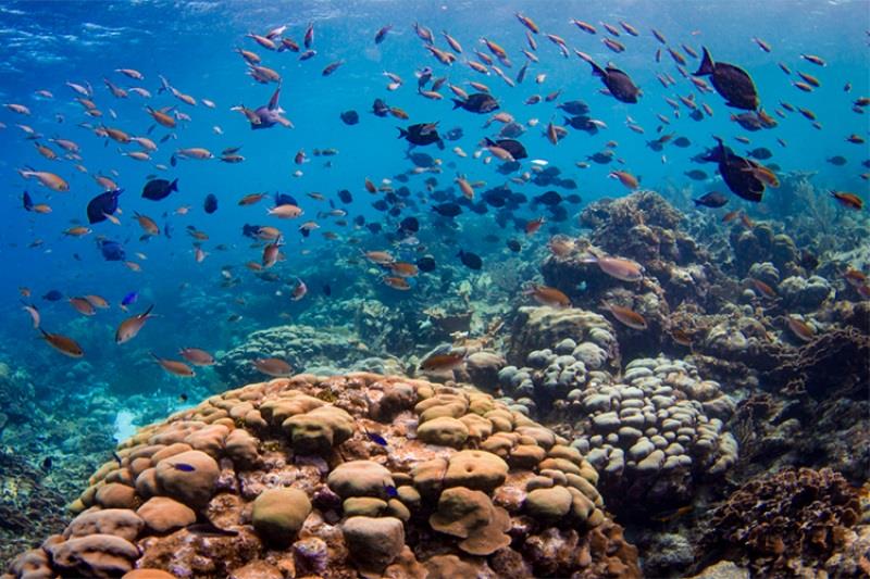 How are fisheries and coral reefs connected?