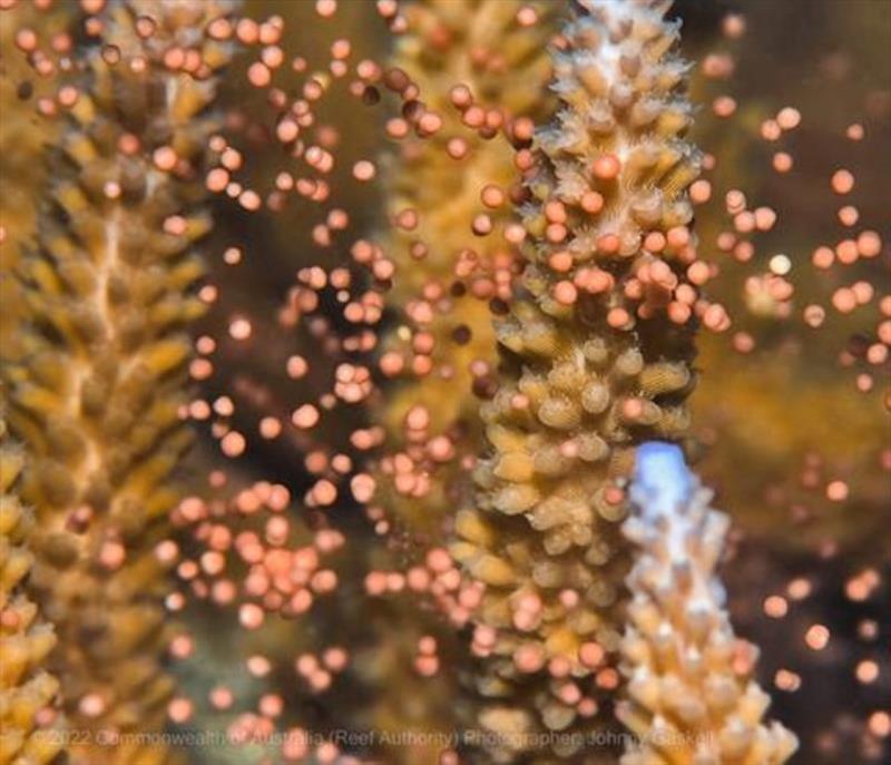 Reef in Focus - Coral Spawning