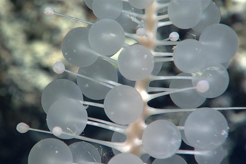 A close look at a large carnivorous sponge (nicknamed the “ping-pong ...