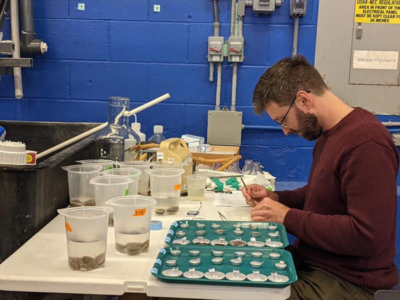 Postdoctoral researcher Sam Gurr dissects bay scallops raised under ...