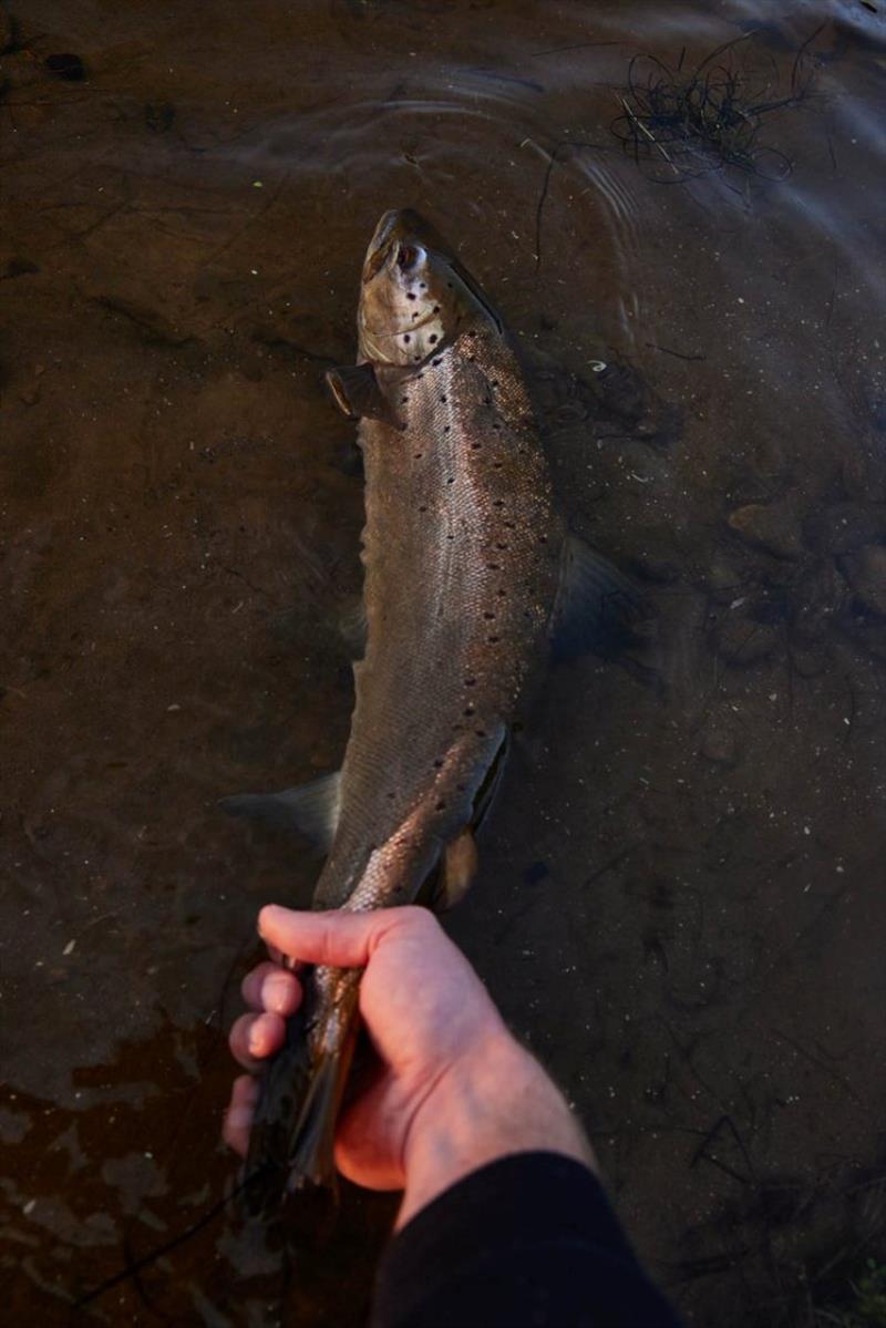 Releasing a perfect searunner in the Derwent this week. Caught on one ...
