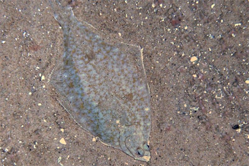 Yellowtail flounder on a sandy bottom photographed by a towed sampling ...