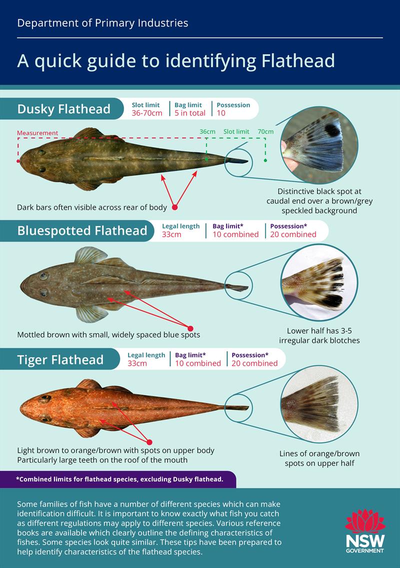A Quick Guide To Identifying The Flathead A Quick Guide To Identifying The Flathead