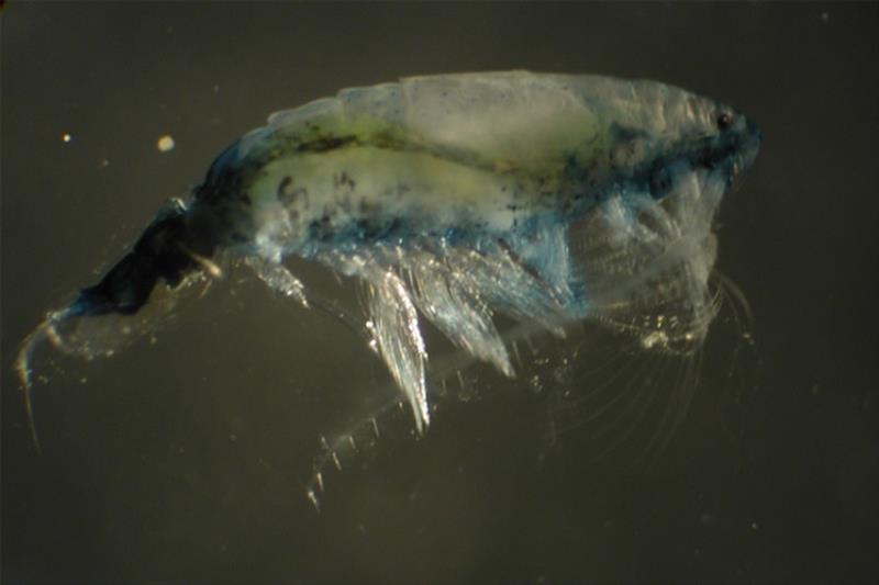 The small copepod, Epilabidocera