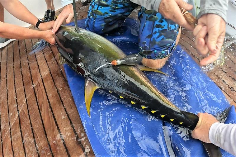 The scientists are using a satellite tag on the yellowfin tuna to ...