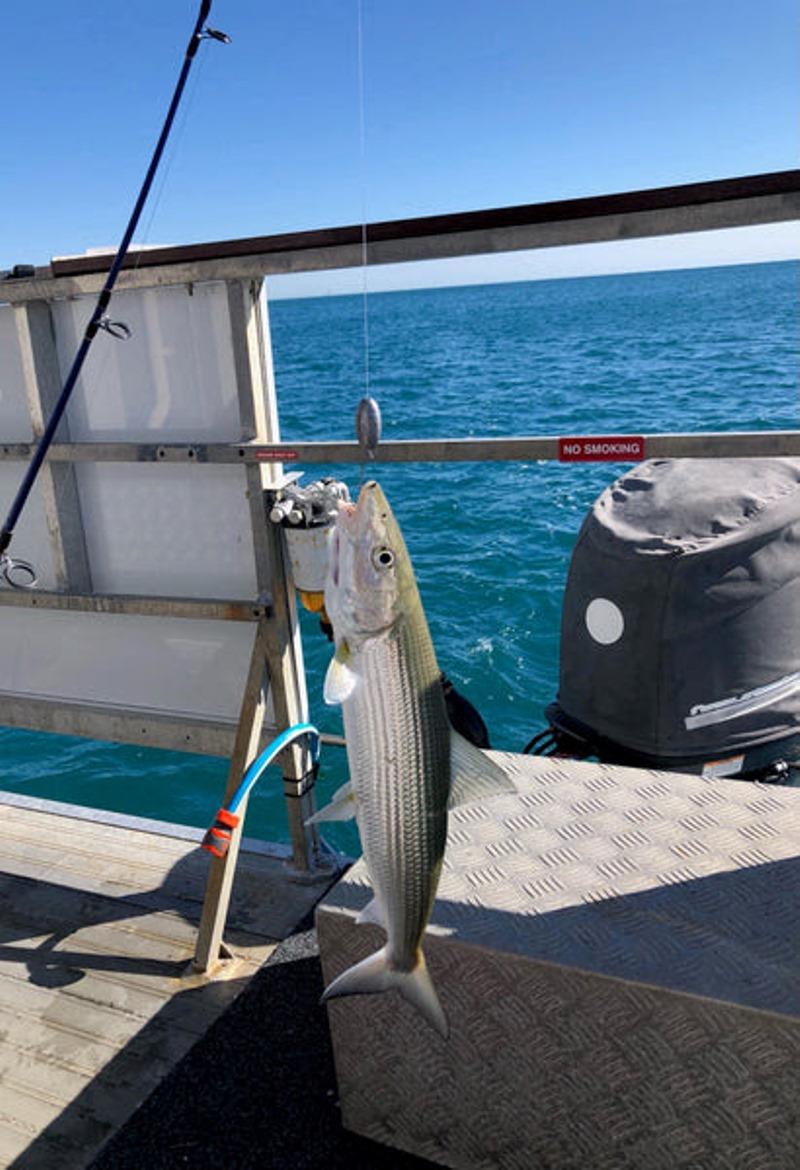 One of three Bonefish caught aboard Calypso Fishing Charters recently ...