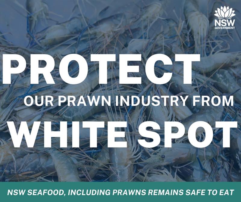 Protect prawn industry from white spot