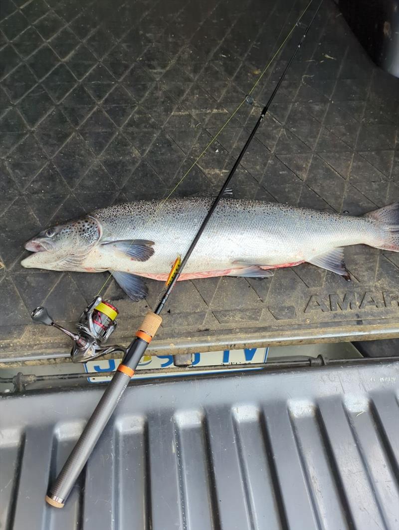 Healthy atlantic salmon caught by Justin Watts in the Lower Huon