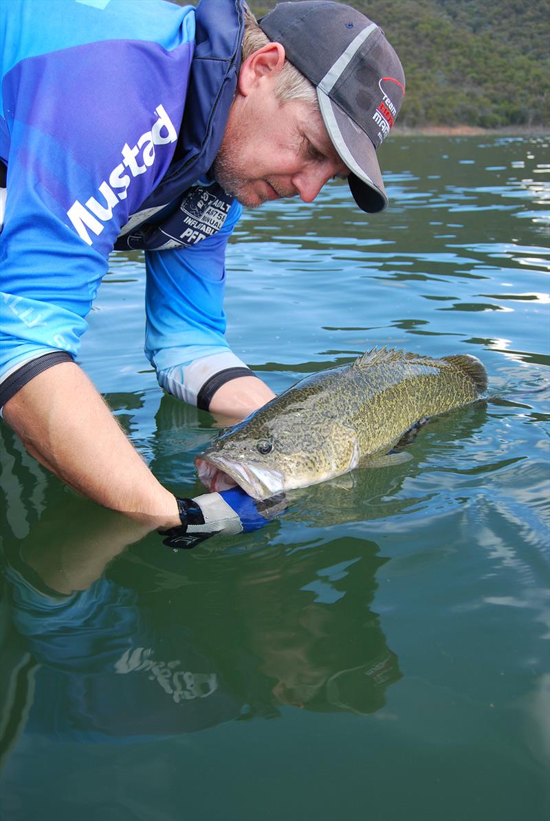 Lake Eildon Murray cod