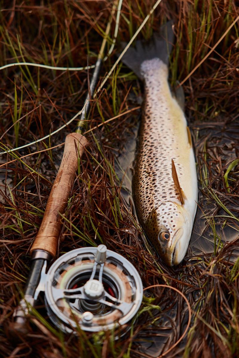This tailing fish fell to a dry