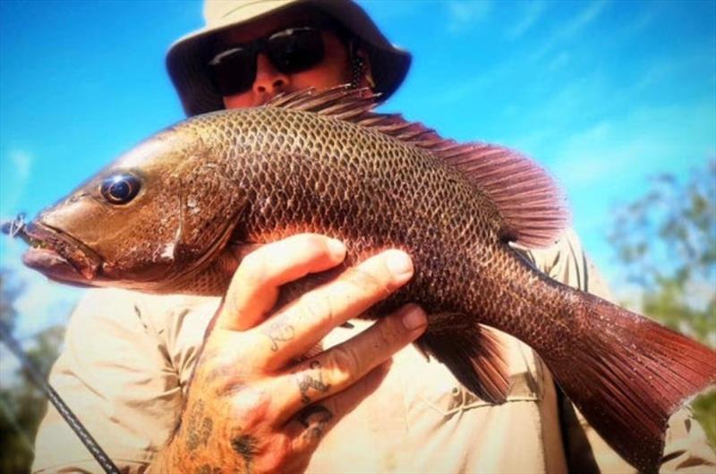 Josh Cox snared this cute little mangrove jack recently. The week ahead ...
