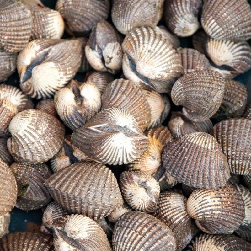 Cockles