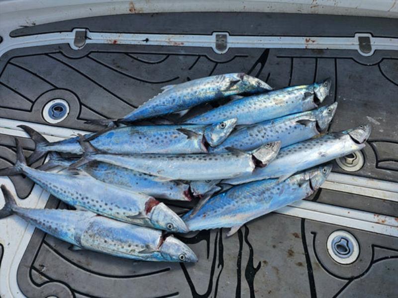 Jacko and Matty scored their bag limit of spotties easy as, and didn't ...