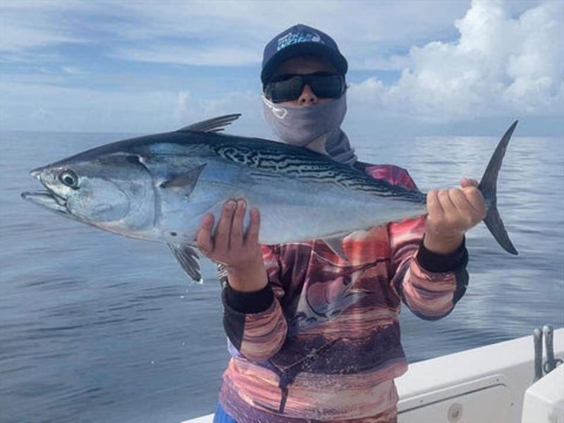 Mack tuna are typically abundant in the bay this time of year, but they ...
