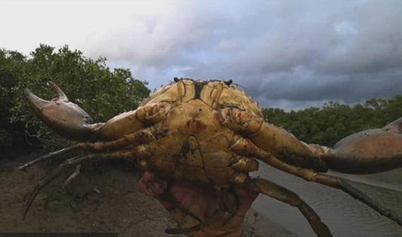 A prime example of a solid rusty buck 'male' mud crab