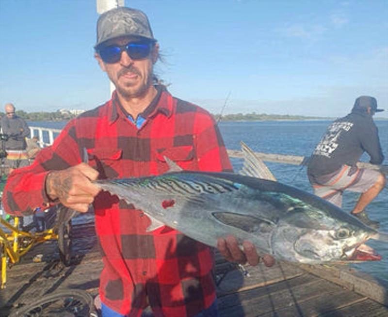 Mac tuna often rush the pier's herring population and readily accept a ...