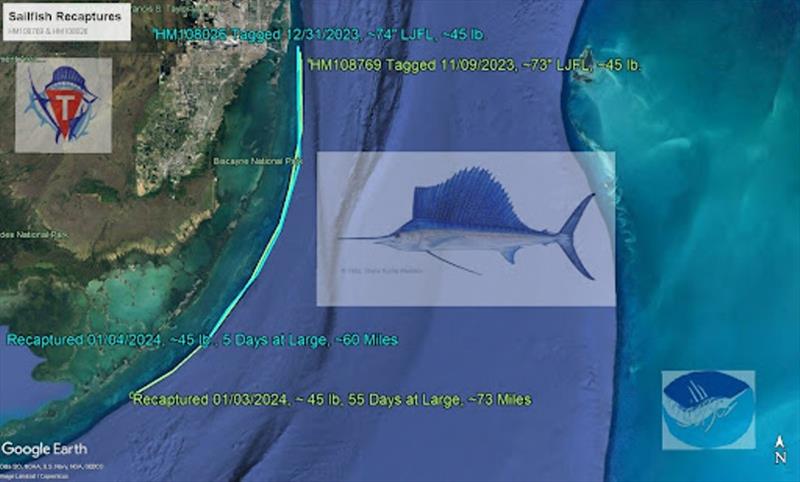 A map of the 2023-2024 sailfish recaptures