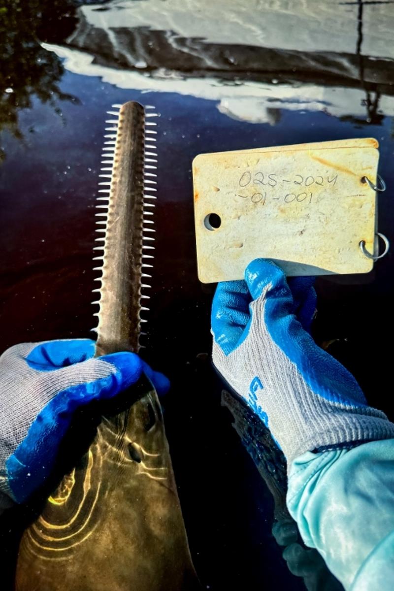 A scientist holds the rostrum of a juvenile sawfish alongside a card ...