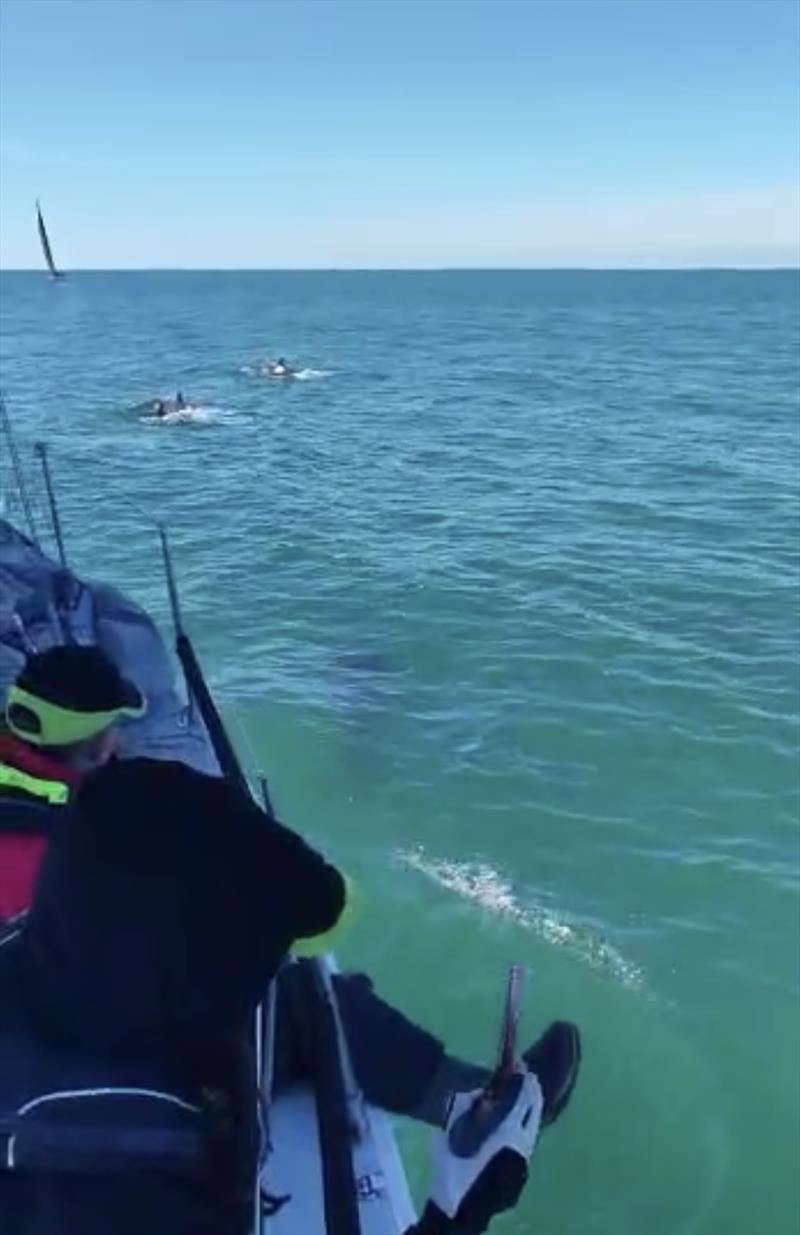 Watching Dolphins on Mojito during the ISORA 2023 Welsh Coastal Race in ...