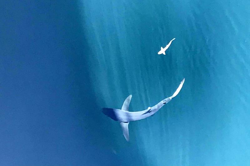 Aerial view of a blue shark circling a young dogfish