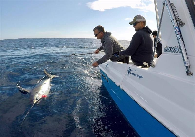 Swordfish tagged off Mallacoota