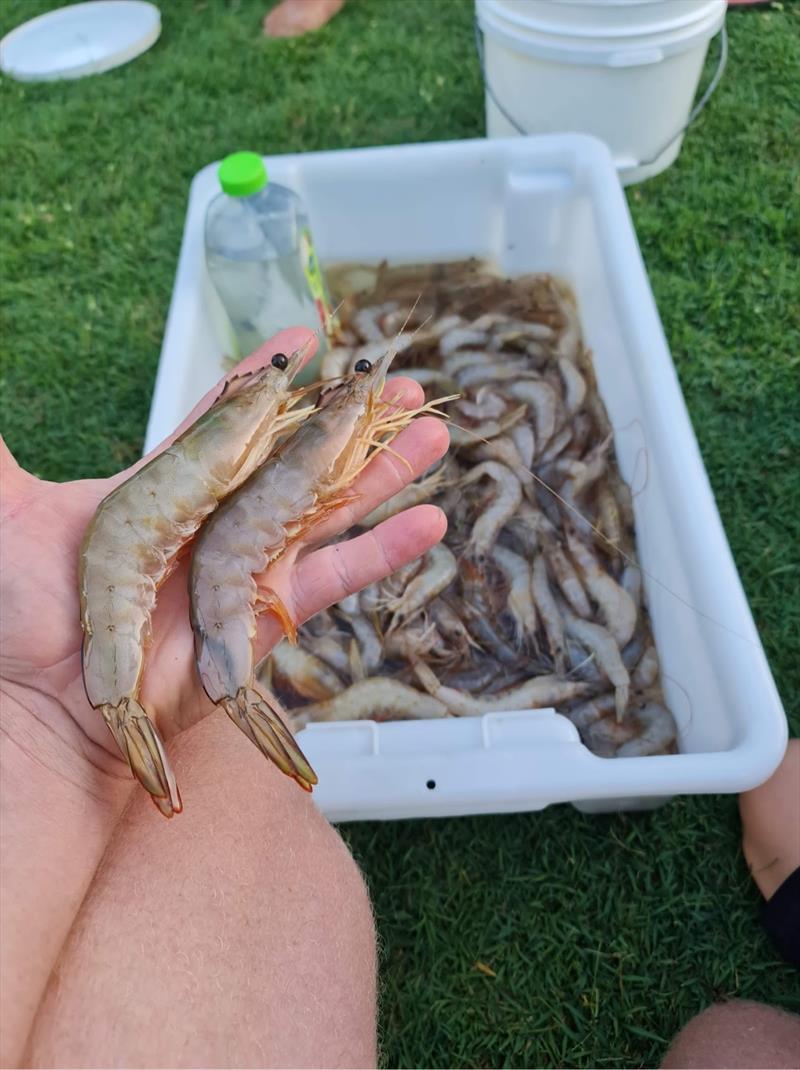 Easter fiesta for crab and prawn lovers