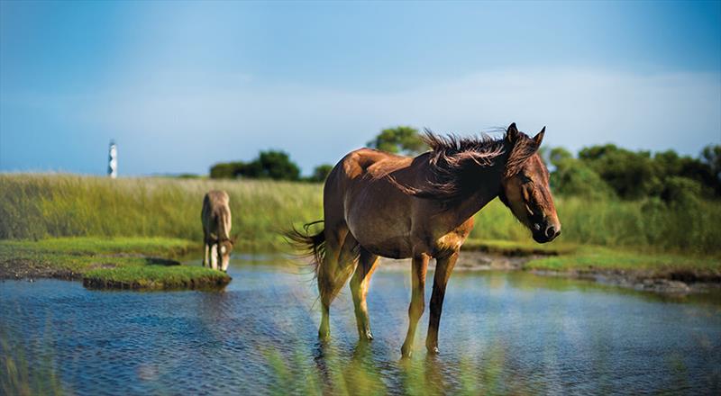 The Banker Ponies
