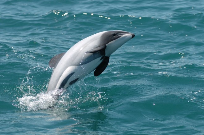 hector's dolphin jumping